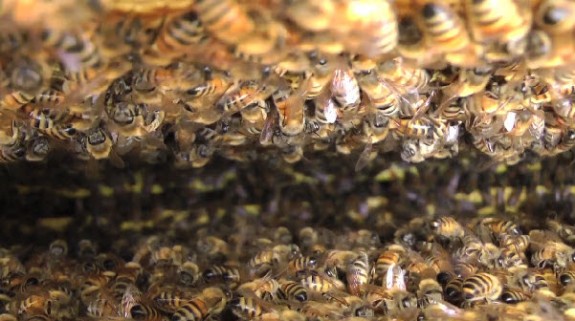 Bee People Documentary - A Nation of Moms